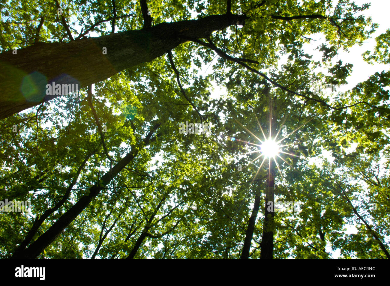 tree impressions, mixed oak forest Stock Photo - Alamy