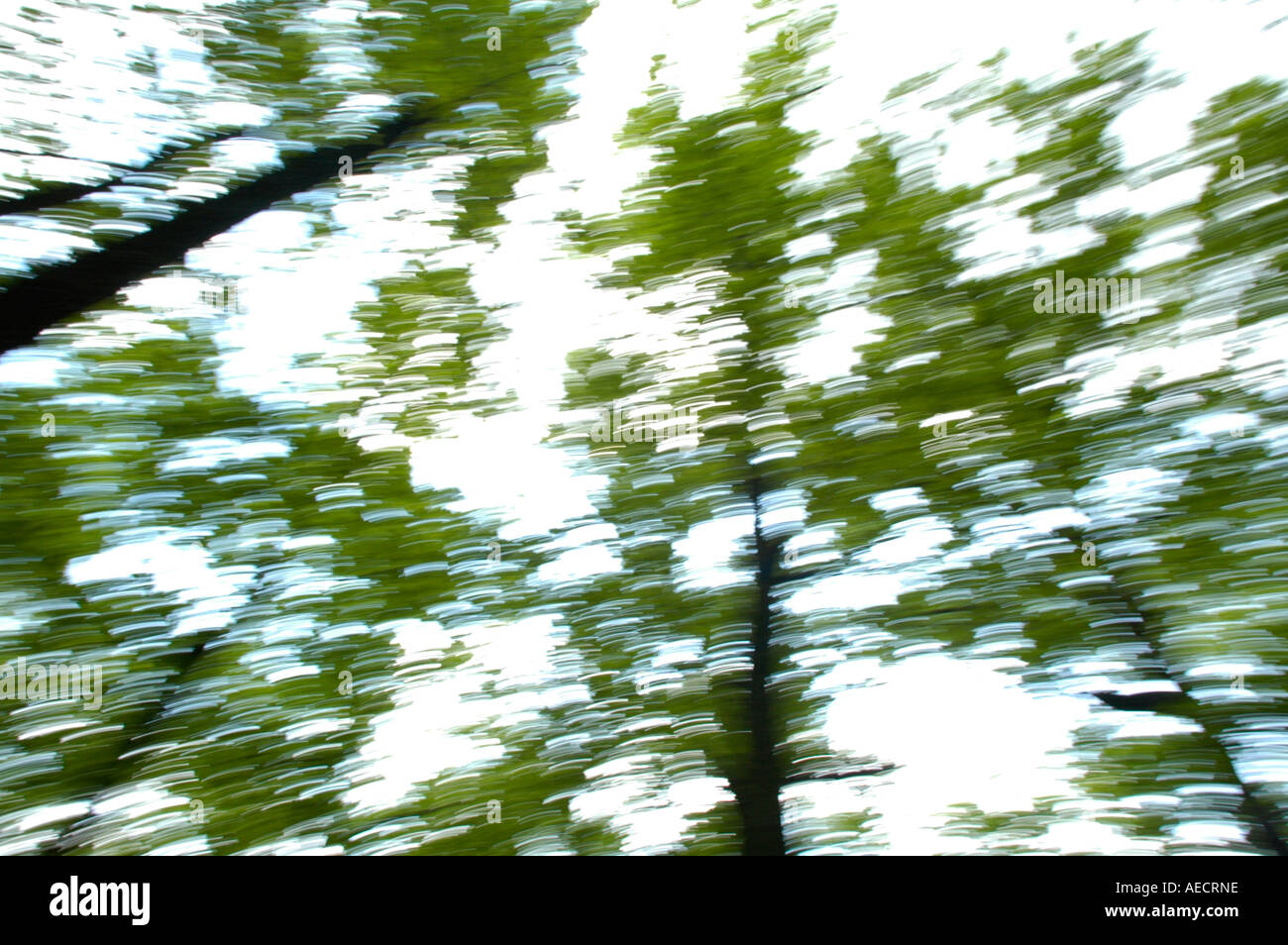 tree impressions, mixed oak forest Stock Photo - Alamy