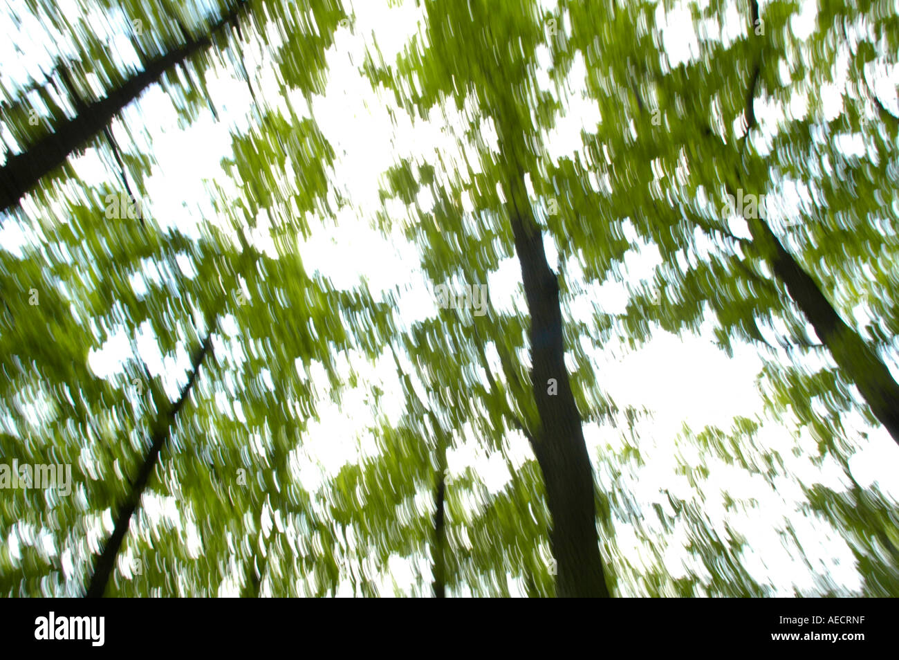 tree impressions, mixed oak forest Stock Photo - Alamy