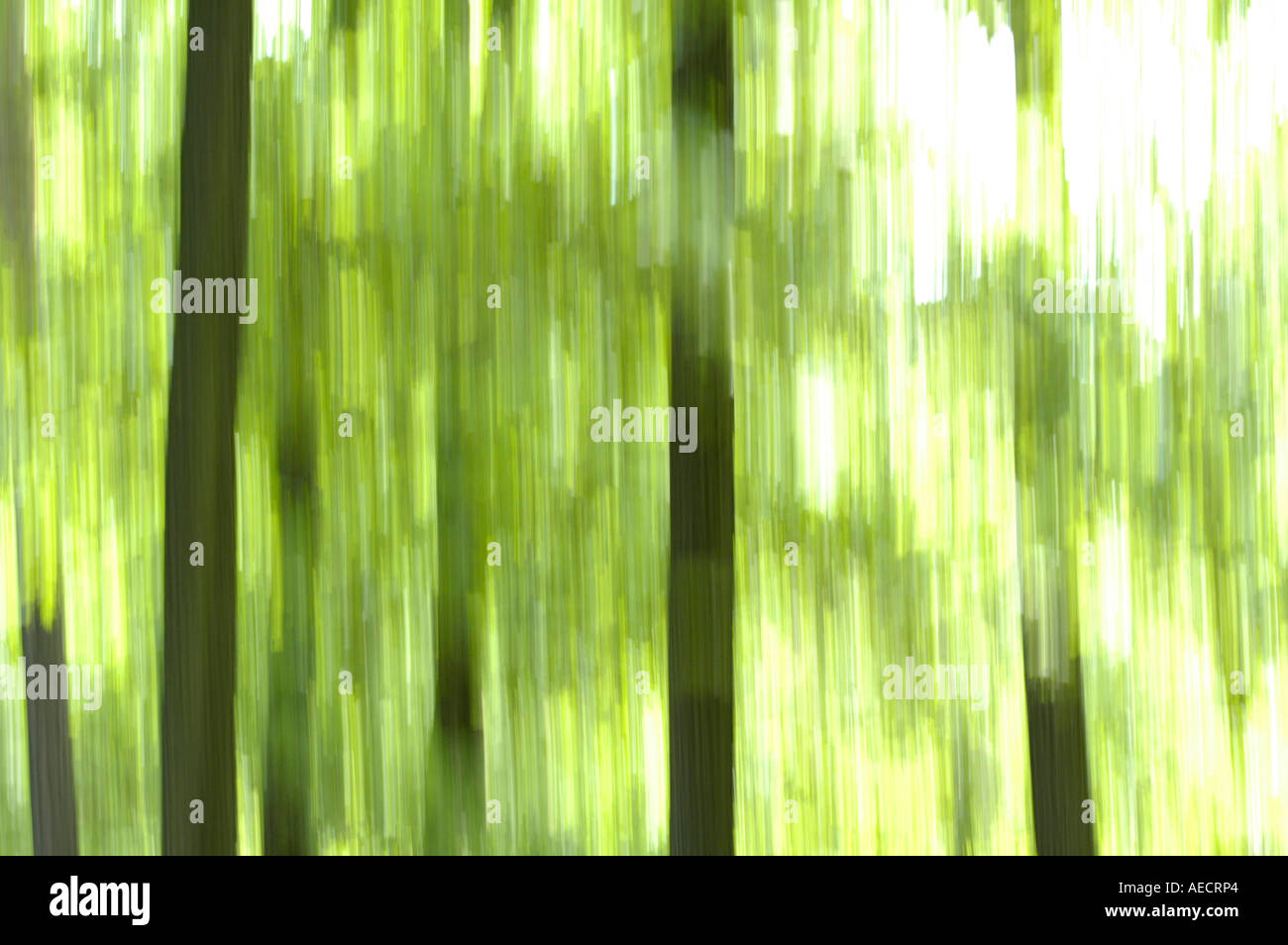 tree impressions, mixed oak forest in spring time Stock Photo - Alamy