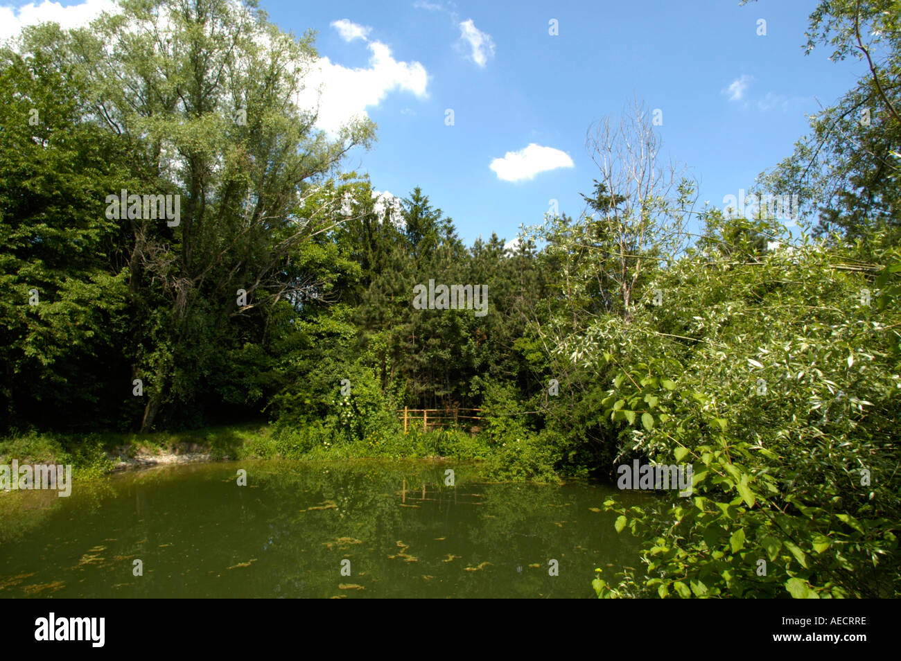 Riverside forest hi-res stock photography and images - Alamy
