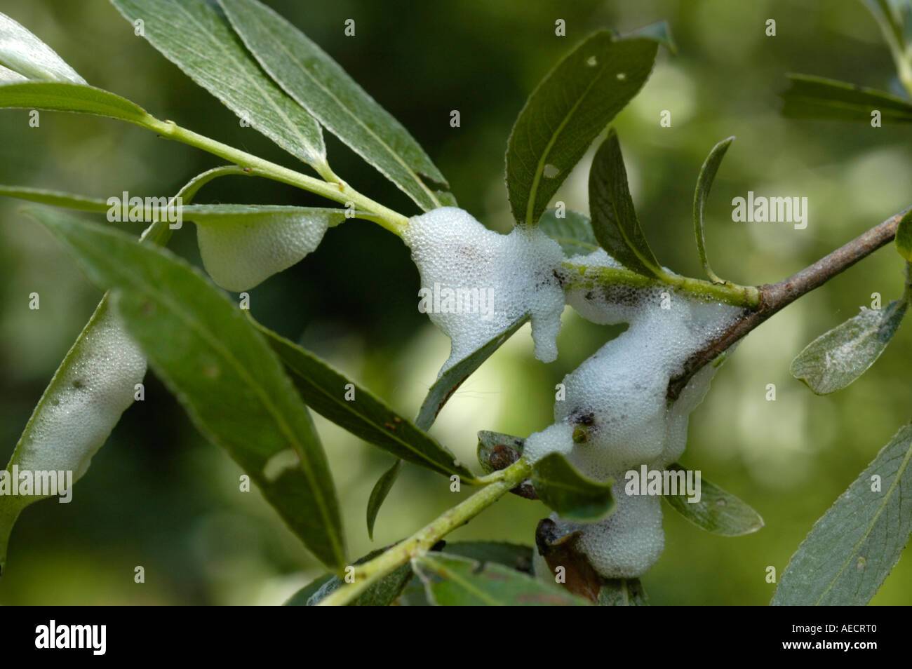 Leaves willow tree white foam hi-res stock photography and images - Alamy