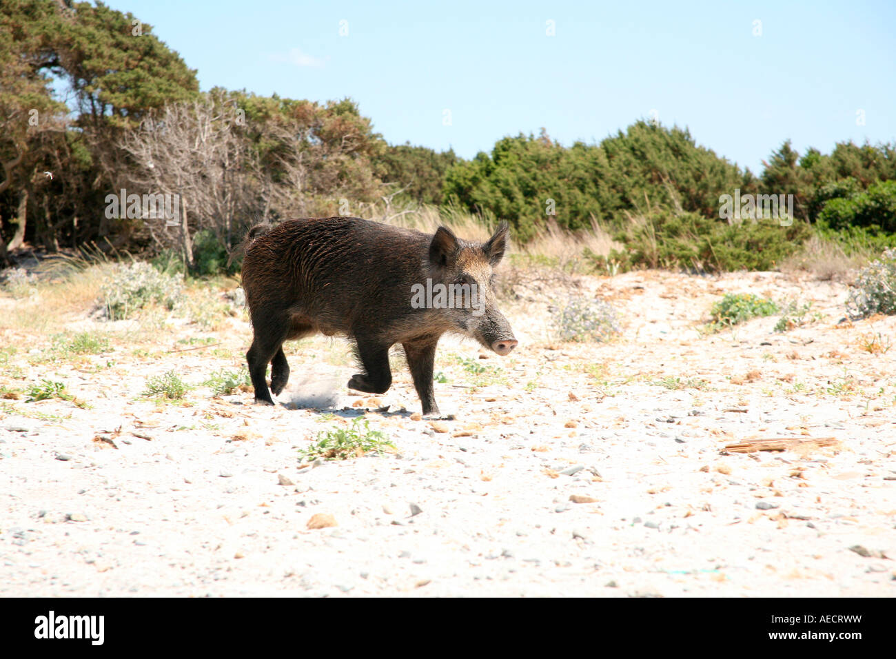 Wild boar roaming on a beach in Sardinia, Italy Stock Photo - Alamy