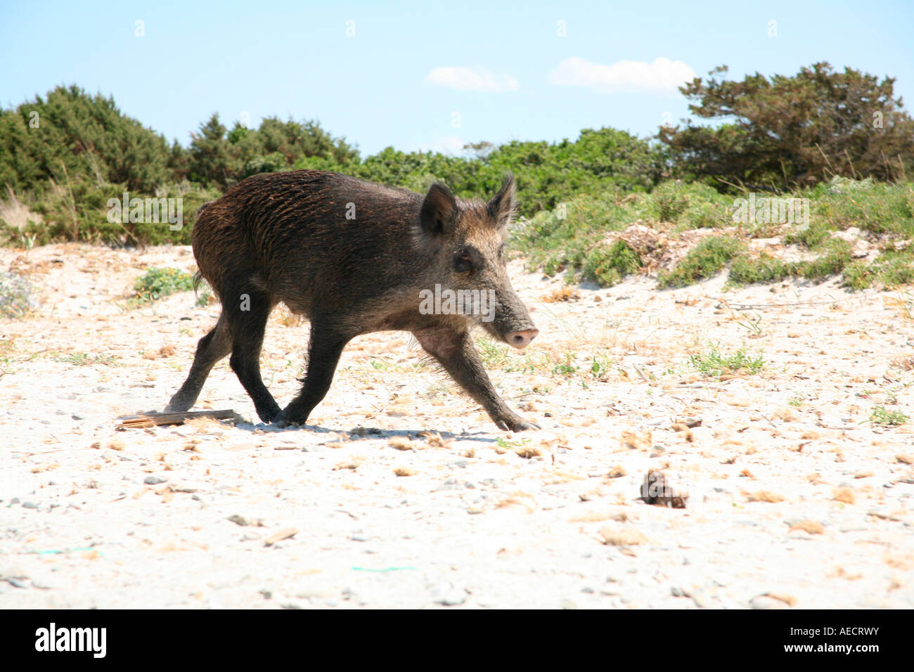 Wild boar roaming on a La Maddalena beach in Sardinia, Italy Stock ...
