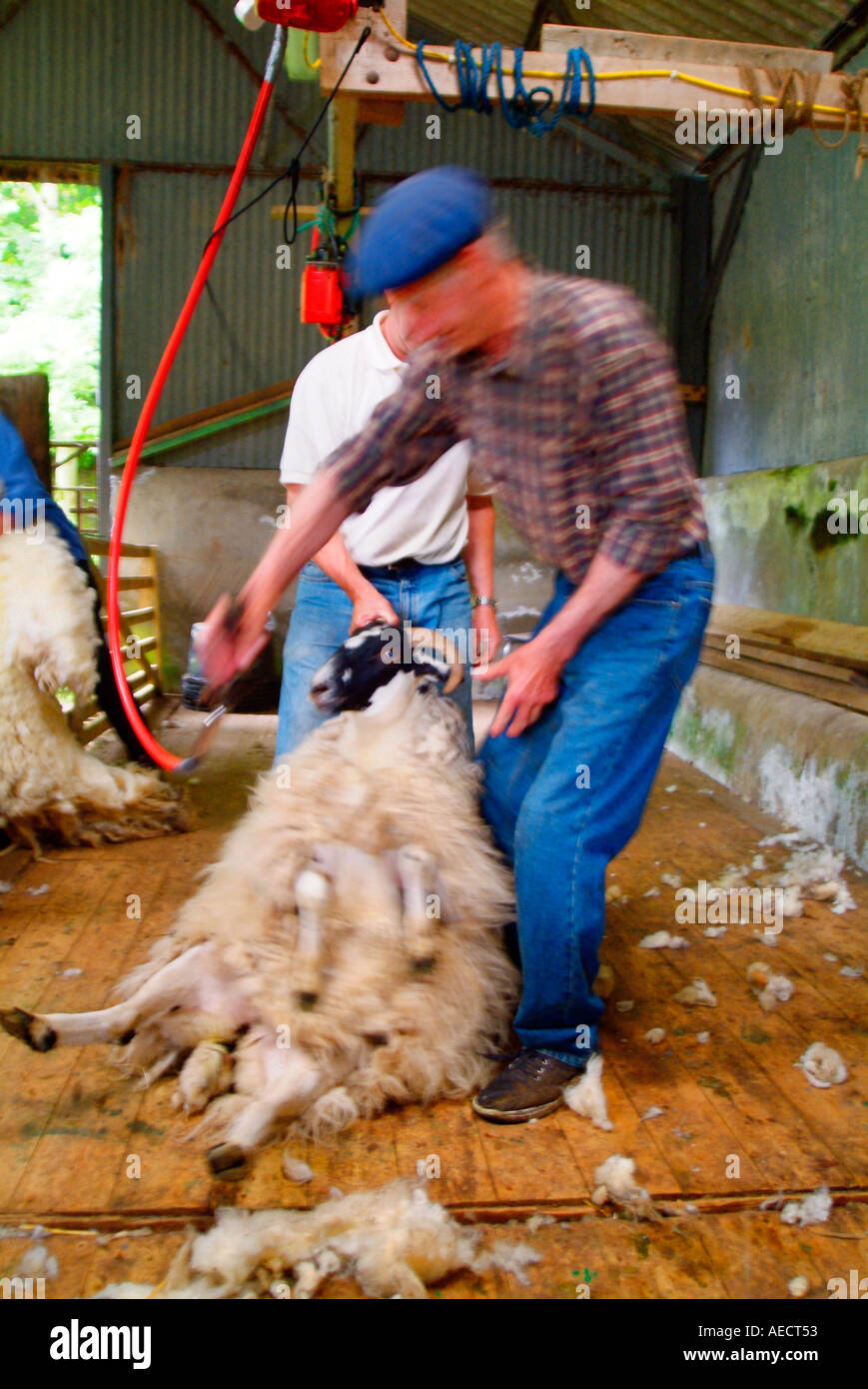 Clipped wool hi-res stock photography and images - Alamy