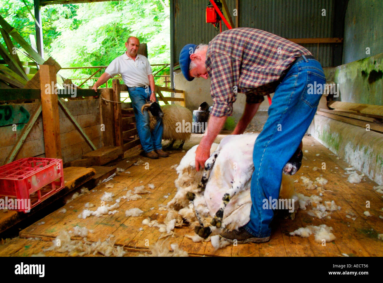 Clipped wool hi-res stock photography and images - Alamy