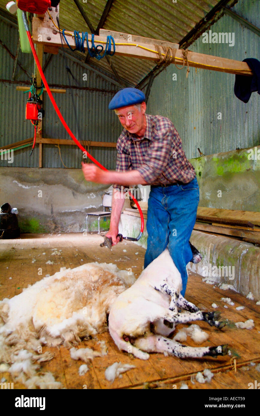 sheep being clipped for wool fleece Stock Photo - Alamy