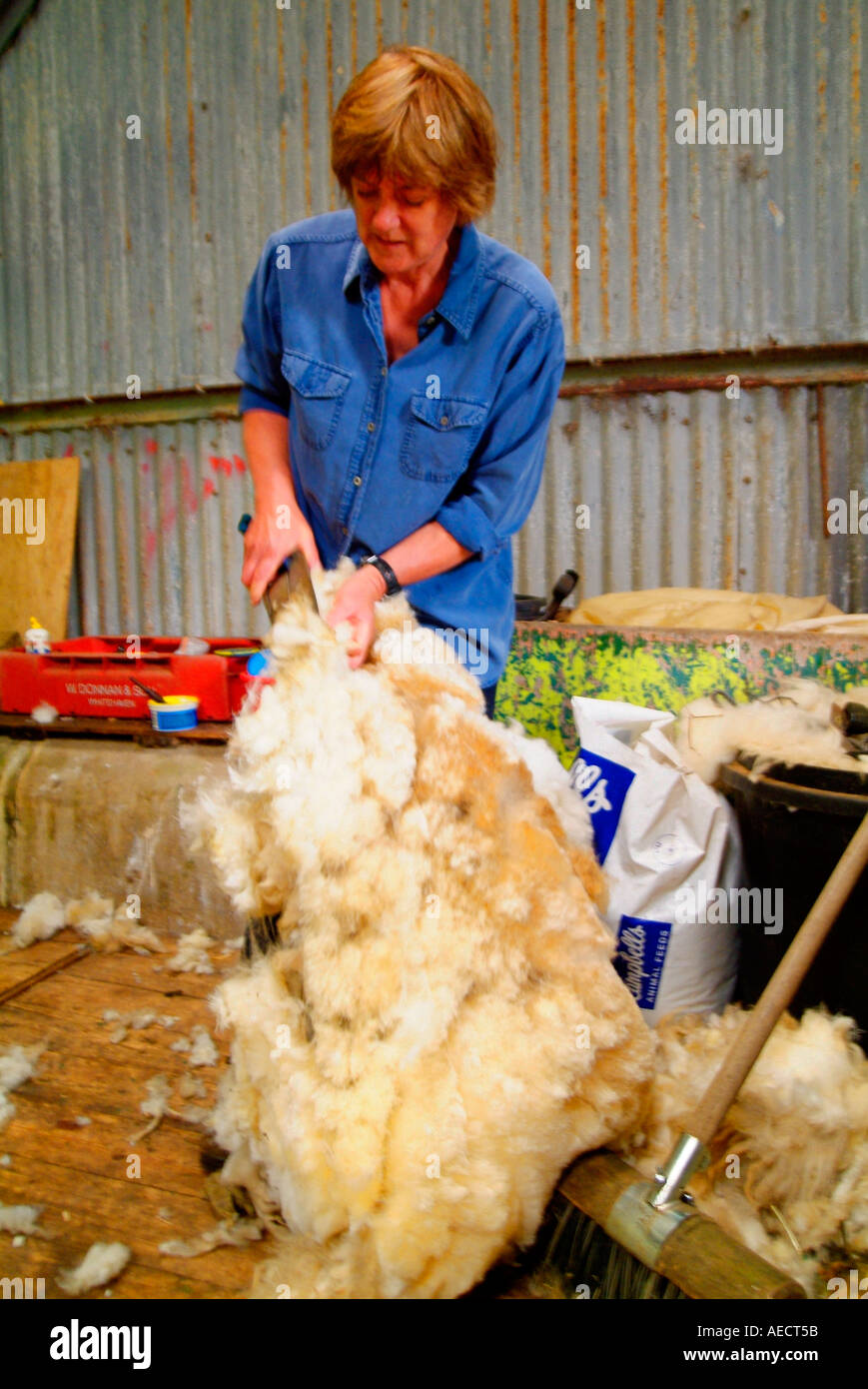 Sheep framer hi-res stock photography and images - Alamy