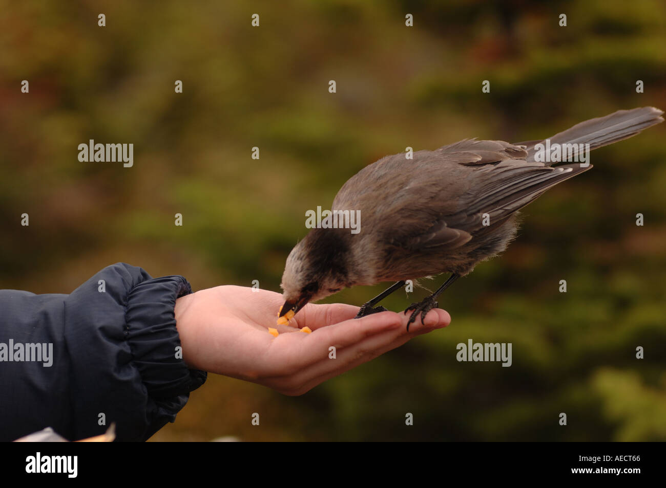 Bird eating cheese out of a human hand in Jasper National Park Canada ...