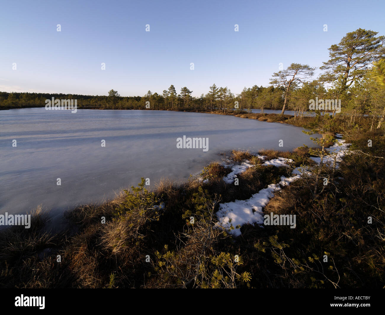 Lakes in bog Stock Photo - Alamy
