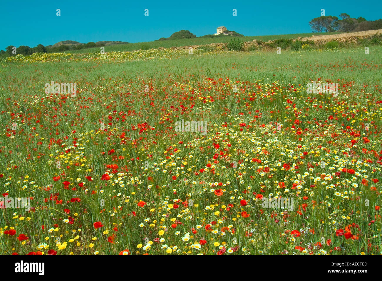 Wild flowers menorca hi-res stock photography and images - Alamy