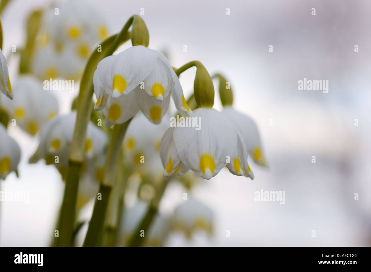 Snowflakes in flower Stock Photo - Alamy
