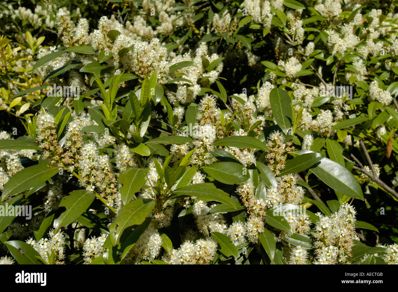 bush in bloom Stock Photo - Alamy