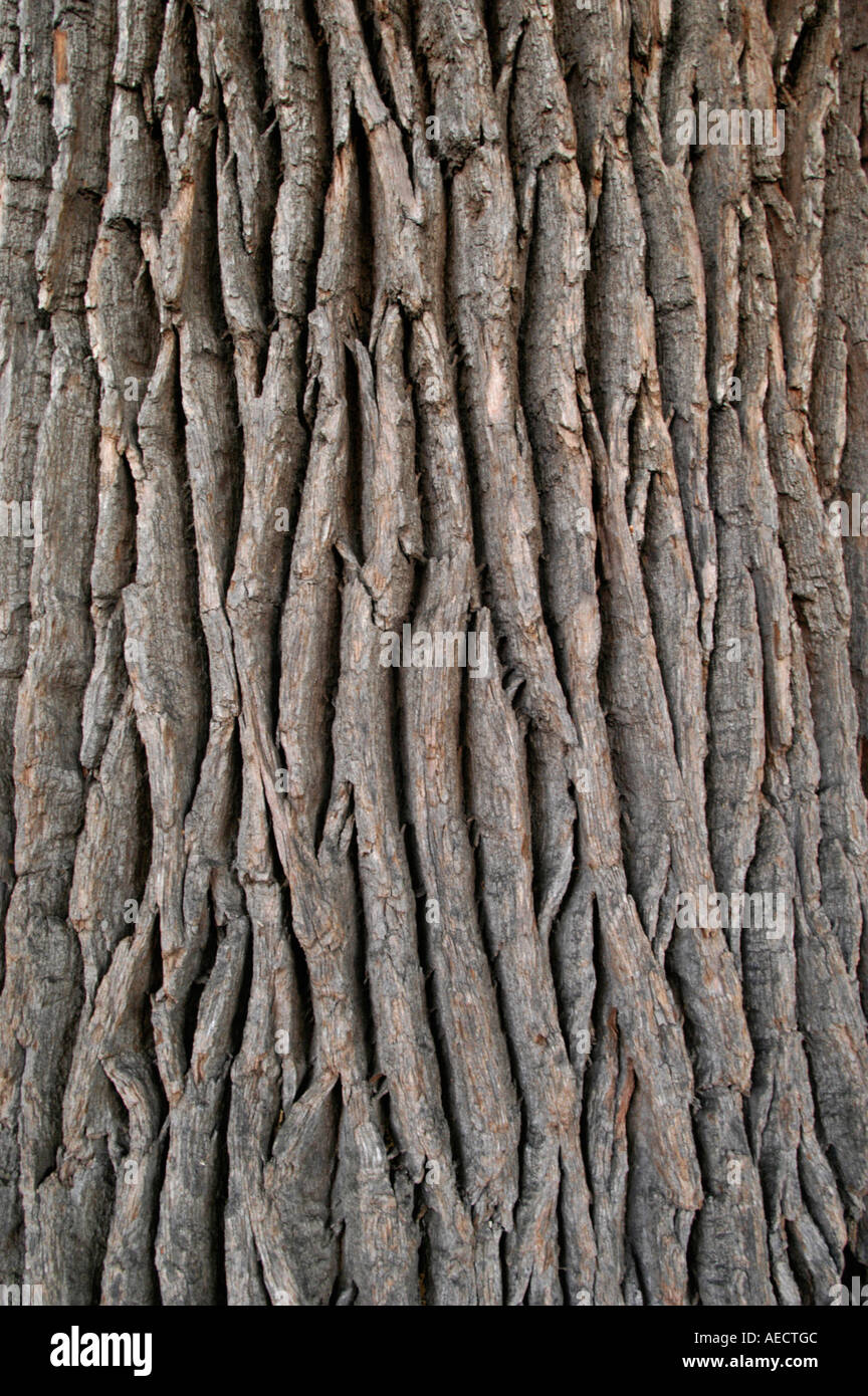 Bork oak tree hi-res stock photography and images - Alamy