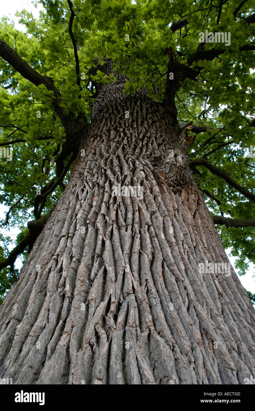 bark of oak tree Stock Photo - Alamy