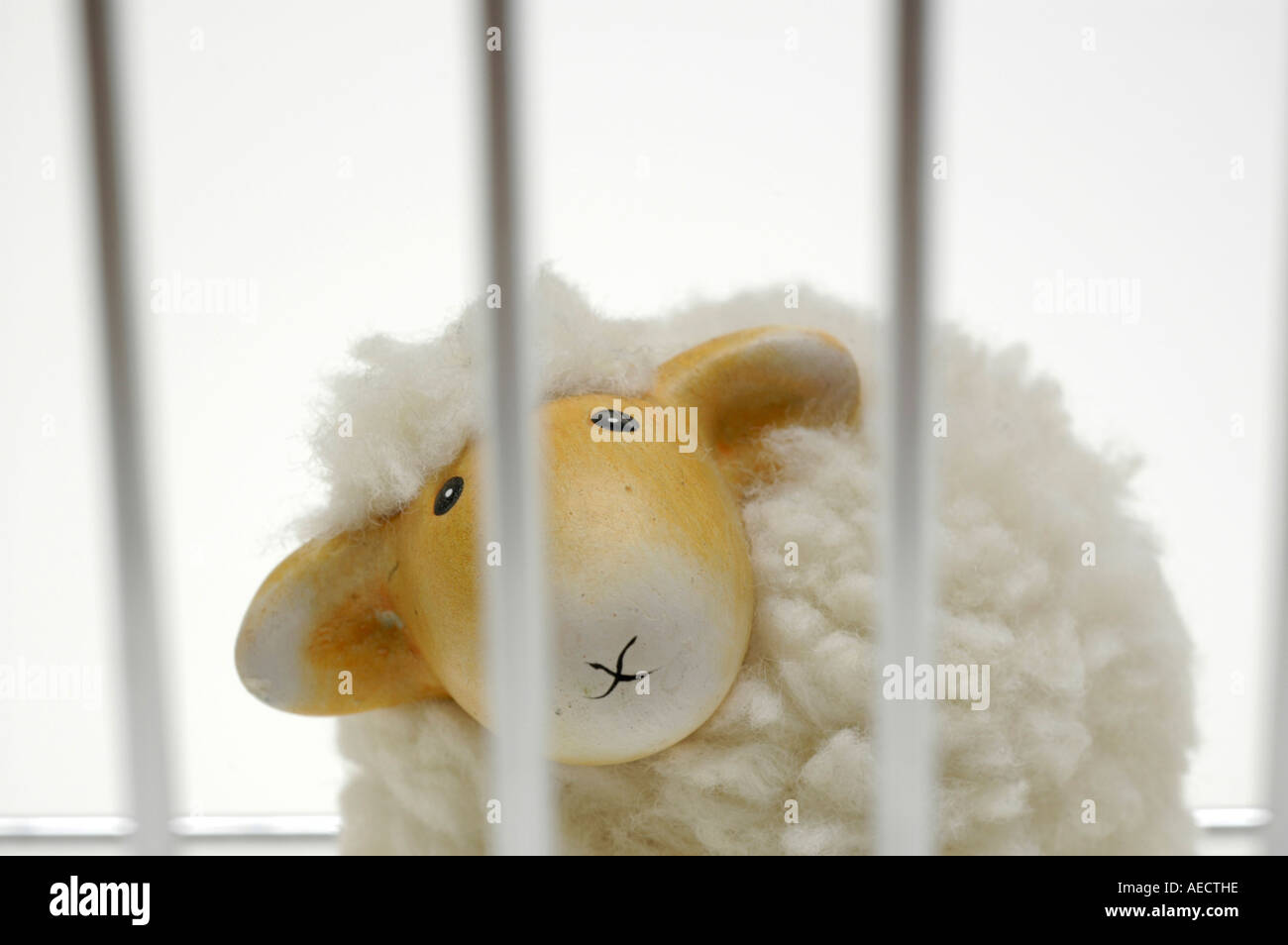 white sheep behind iron bars Stock Photo - Alamy