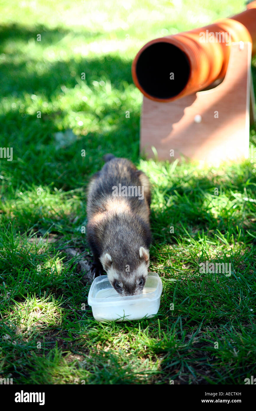 Ferret racing hi-res stock photography and images - Alamy