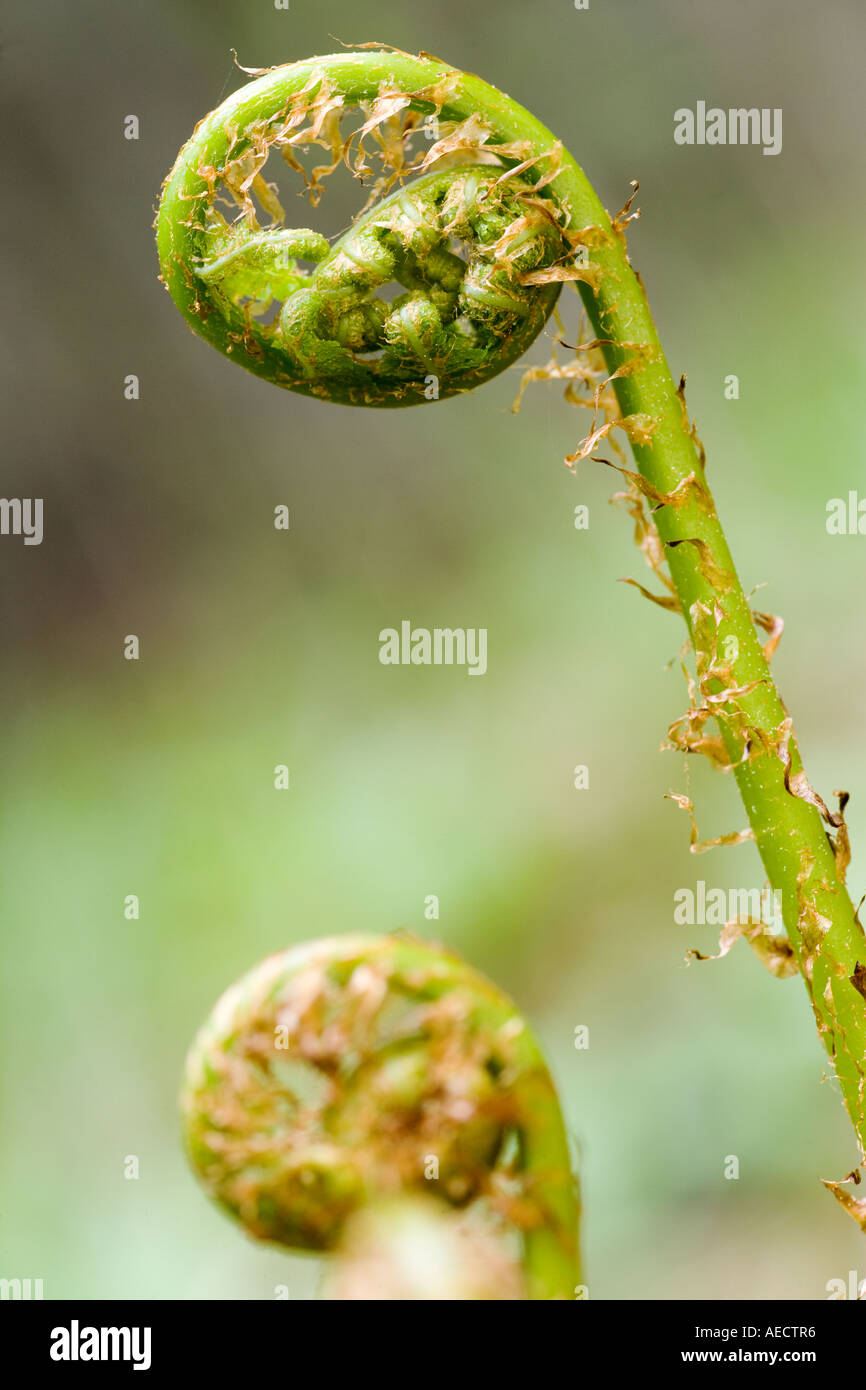 Unfurling tip hi-res stock photography and images - Alamy