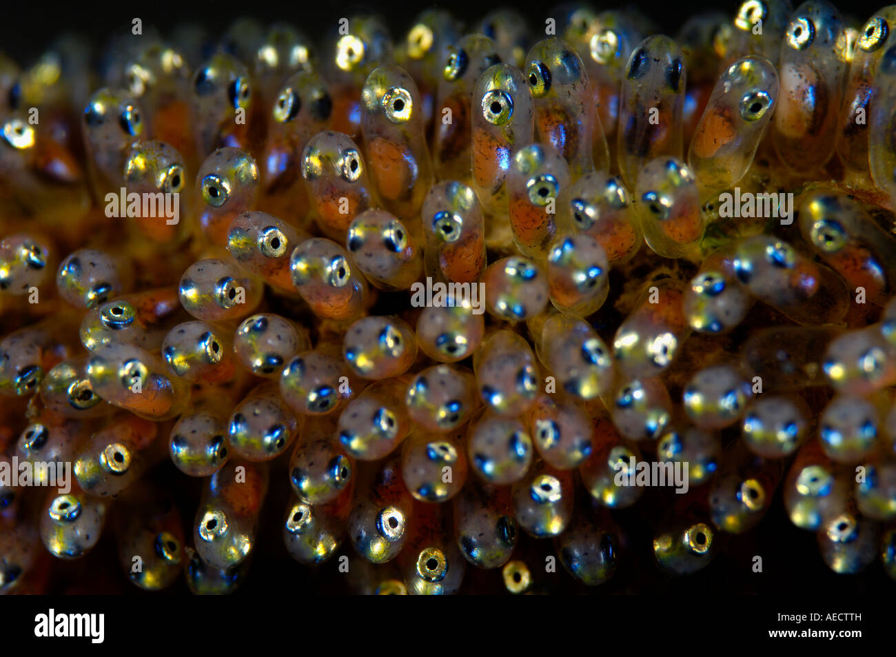 Fighting Fish Eggs Hatching