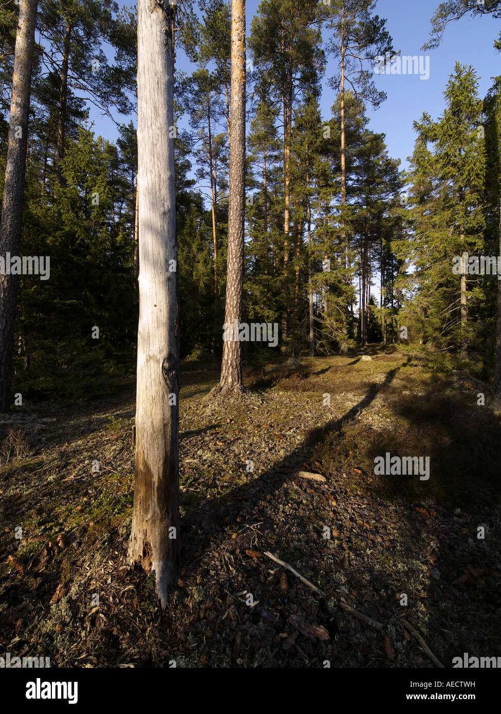 Tree with shadow Stock Photo - Alamy