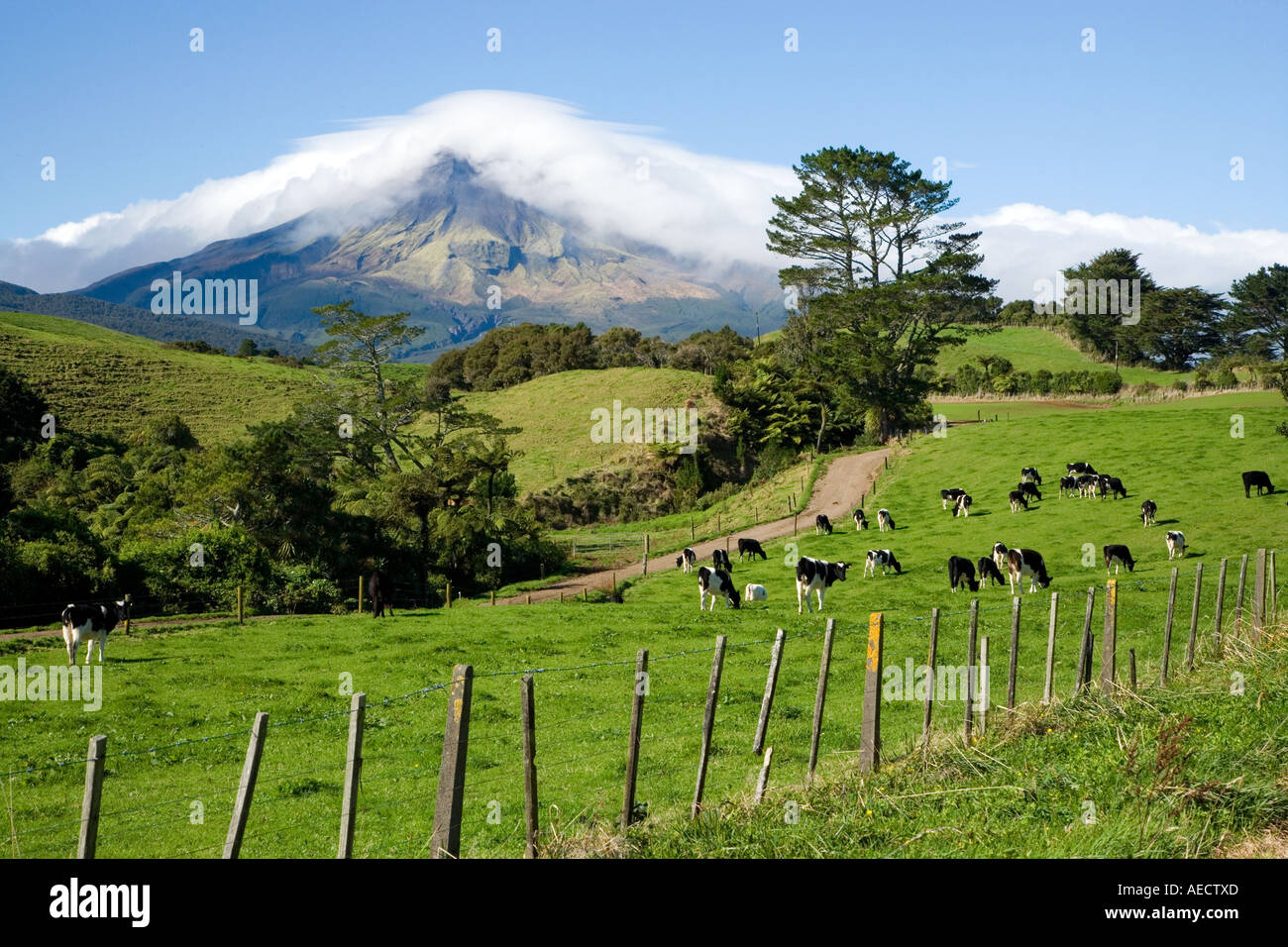 Cows Farmland and Mt Taranaki Egmont Taranaki North Island New Zealand ...