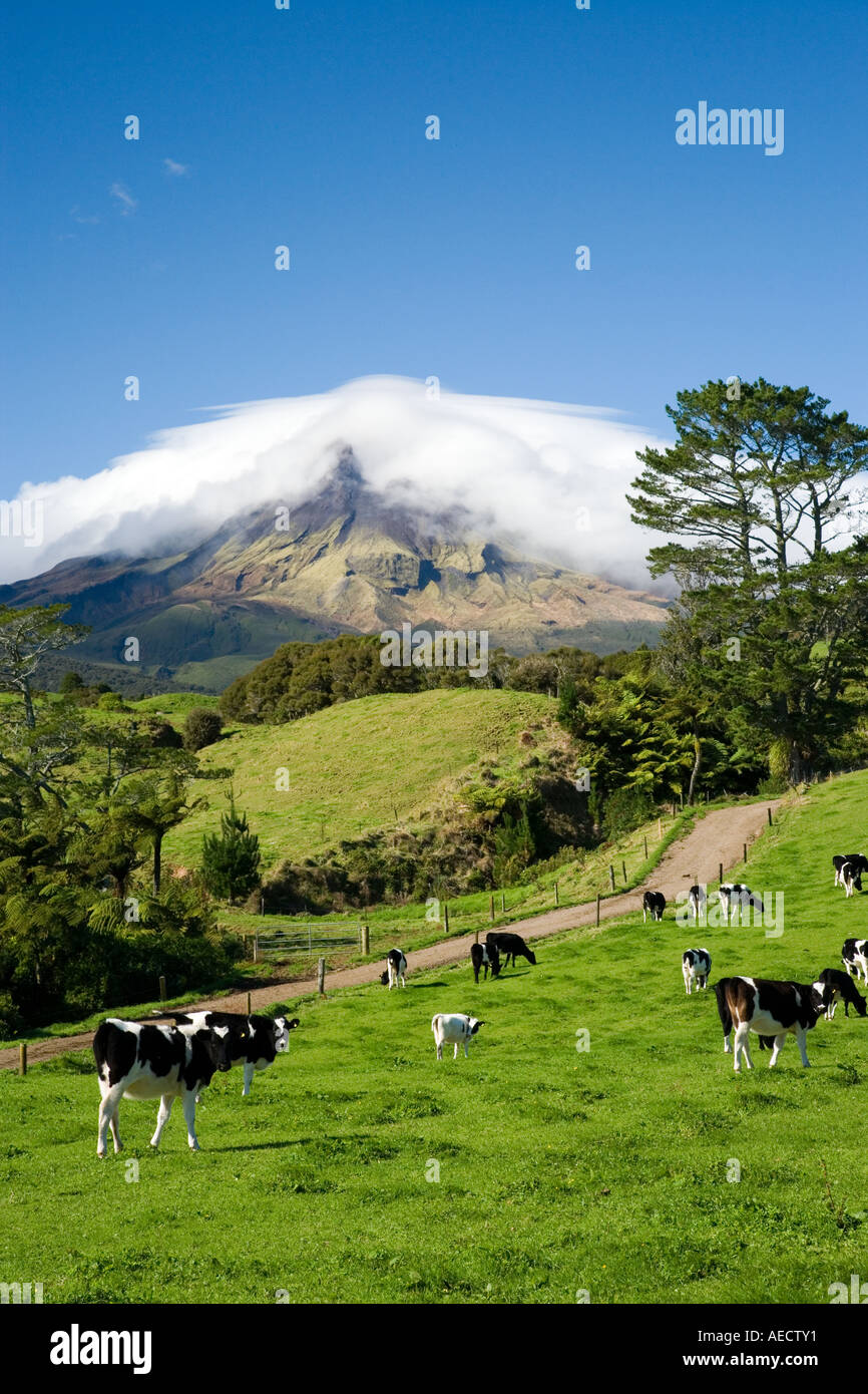Cows Farmland and Mt Taranaki Egmont Taranaki North Island New Zealand ...