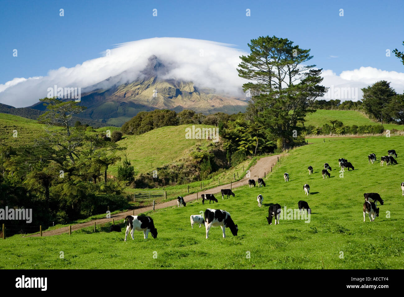 Dairy cows taranaki north island hi-res stock photography and images ...