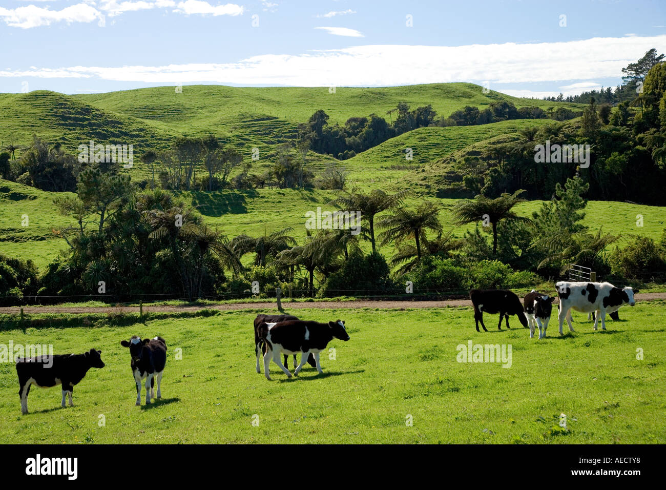Taranaki new zealand dairy cows hi-res stock photography and images - Alamy