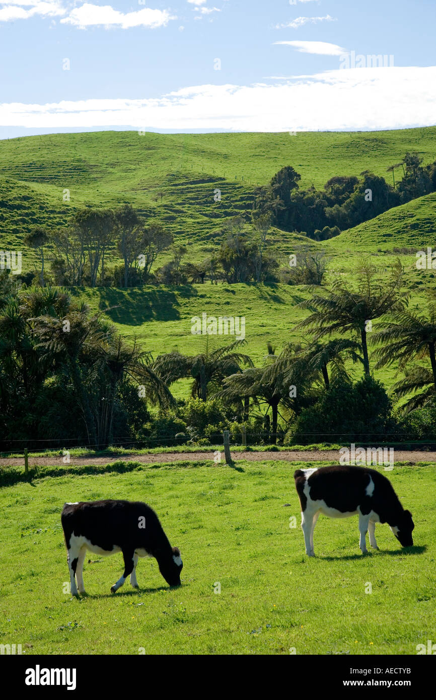 Cows and Farmland near Mt Taranaki Egmont Taranaki North Island New ...