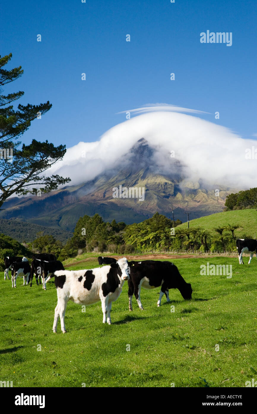 Cows Farmland and Mt Taranaki Egmont Taranaki North Island New Zealand ...