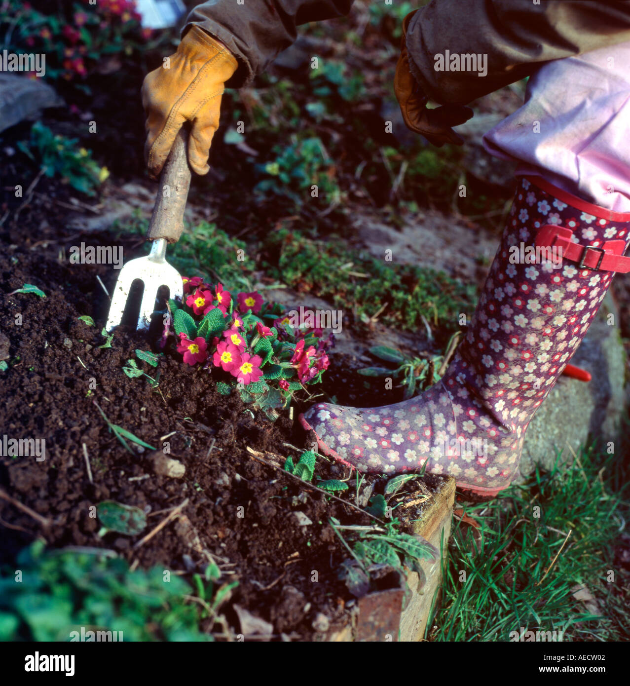 Splitting plants fork hi-res stock photography and images - Alamy