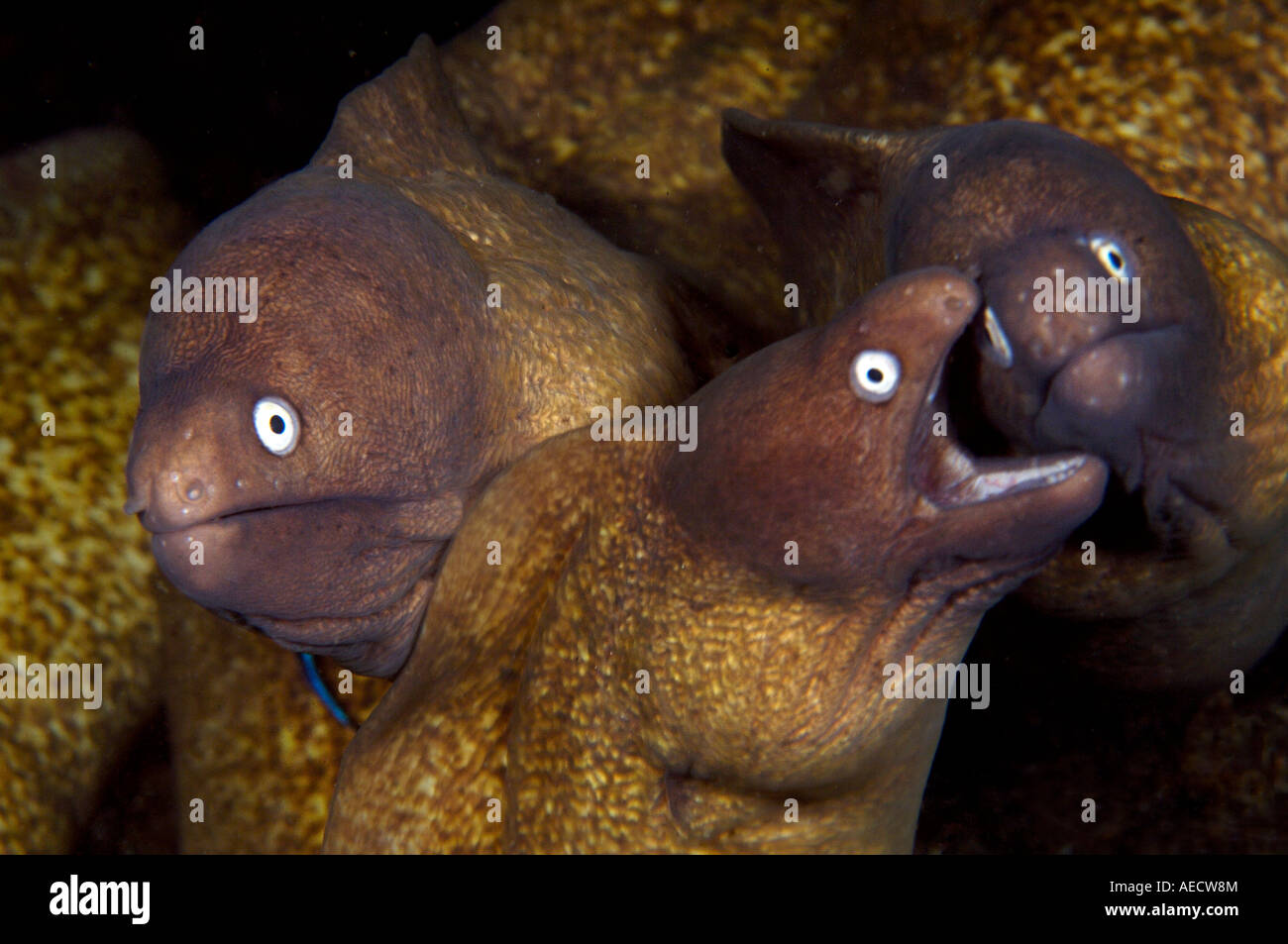 Lembeth strait hi-res stock photography and images - Alamy