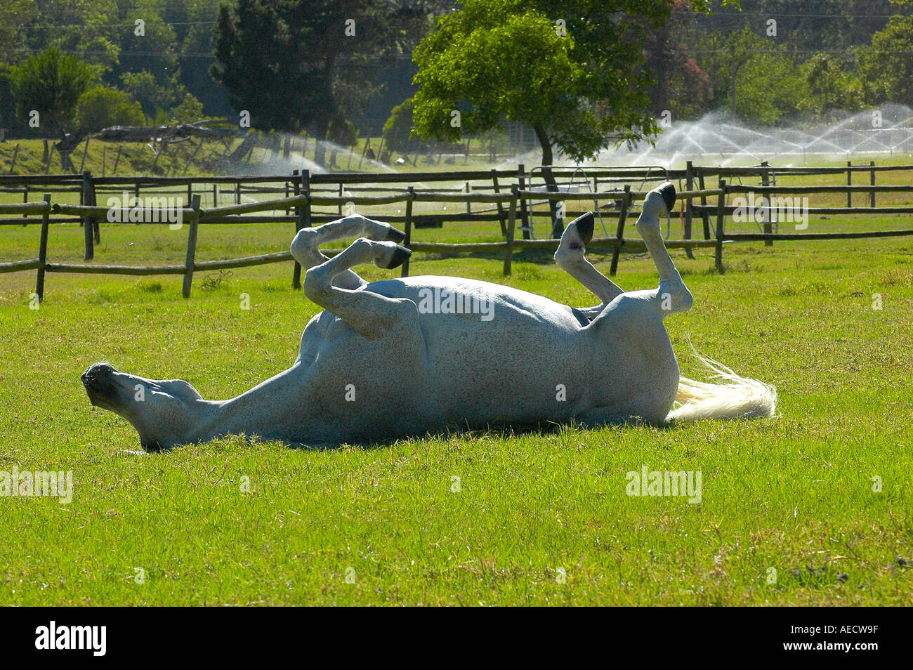 Arabian mare scratching her back on green grass in paddock South Africa ...