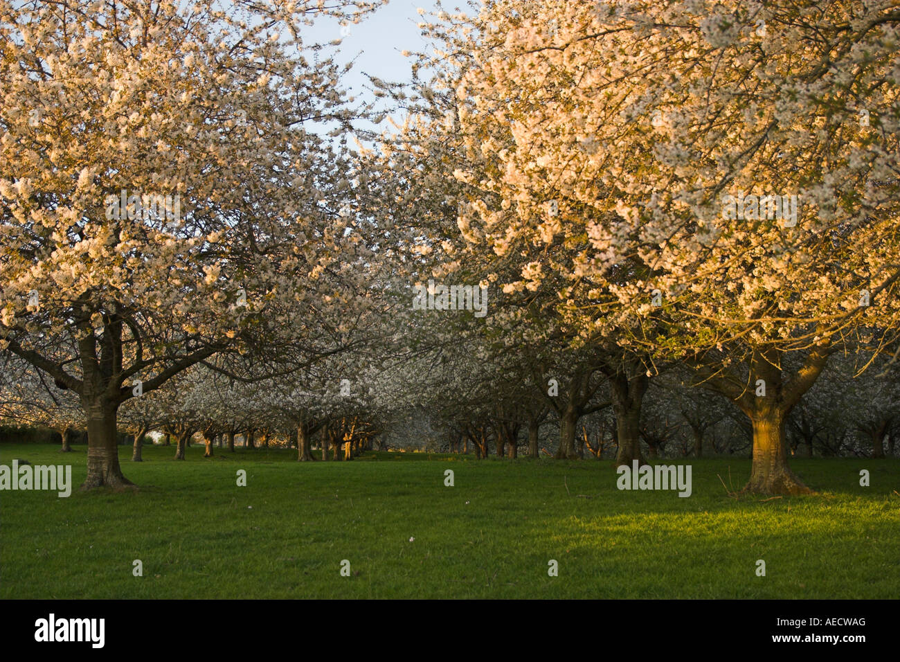 Blossom cherry trees farm england hi-res stock photography and images ...