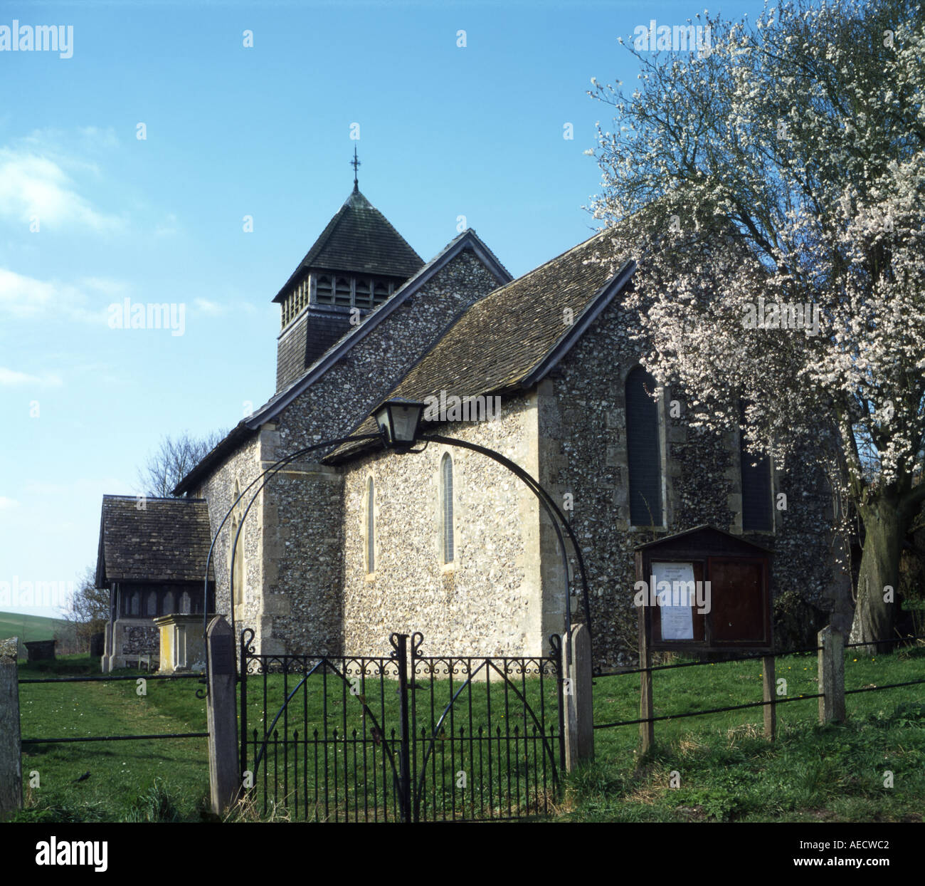 All Saints Church constructed with flint with flowering cherry tree ...