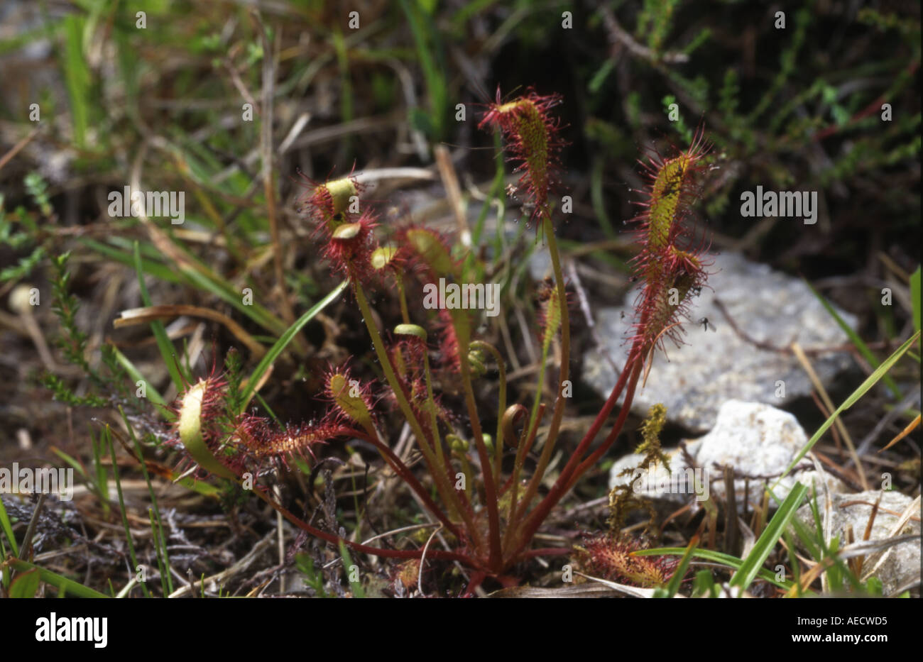 Great Sundew plant Drosera anglica with insects i a wet location Stock ...