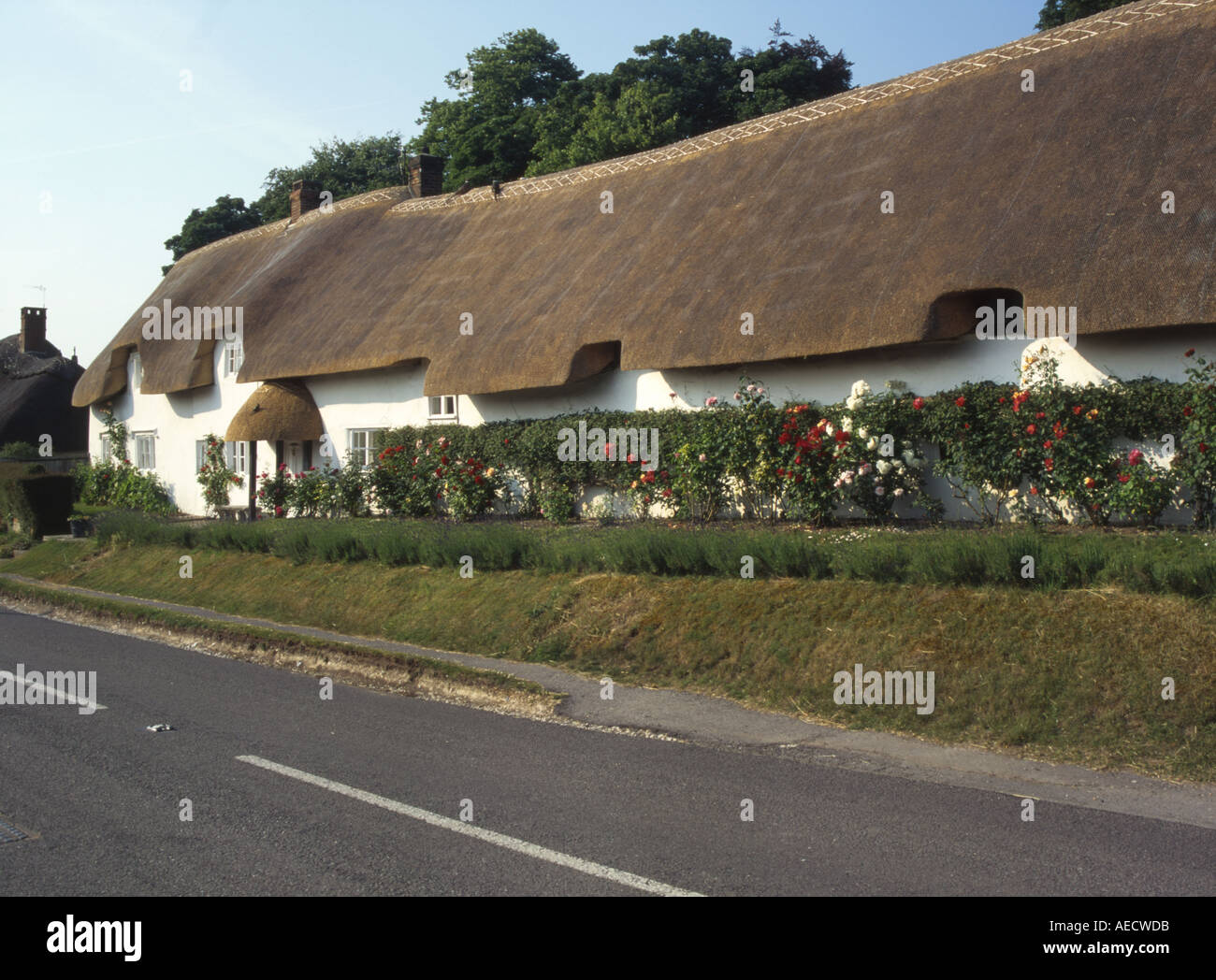 Traditional thatched cottage with white walls in a village Wiltshire ...