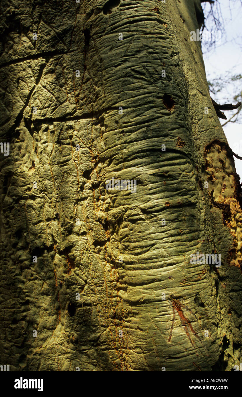 Close-up green bark of Fever Tree Acacia xanthophloea African tree ...