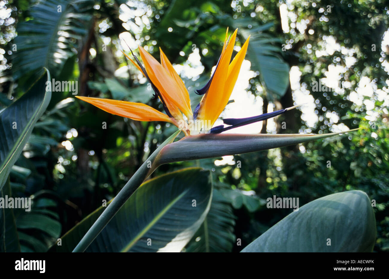 Beautiful flower of Bird of Paradise Strelitzia regina floral emblem of ...