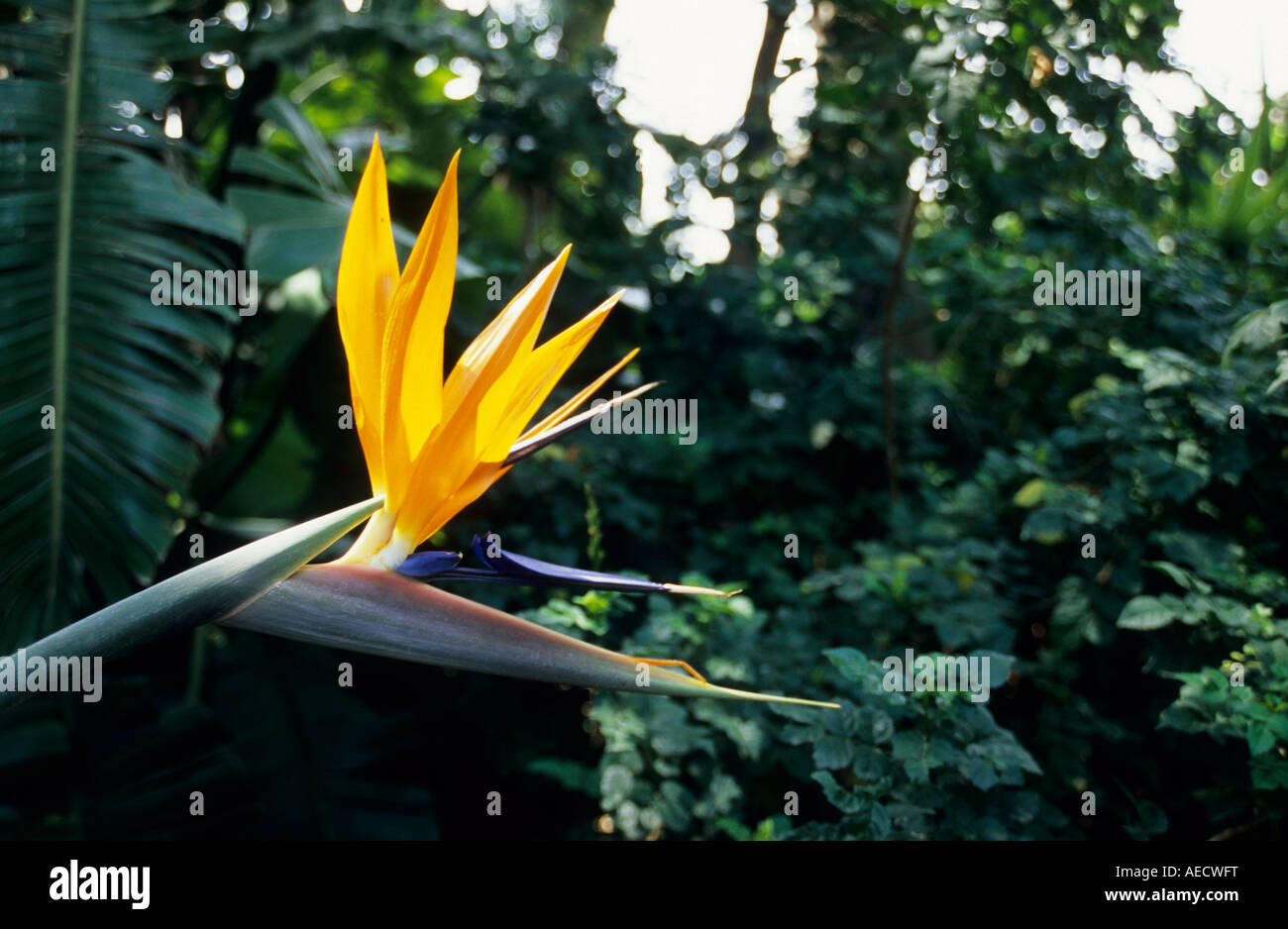 Plant, gardens, beautiful yellow flower, Bird of Paradise, Strelitzia ...