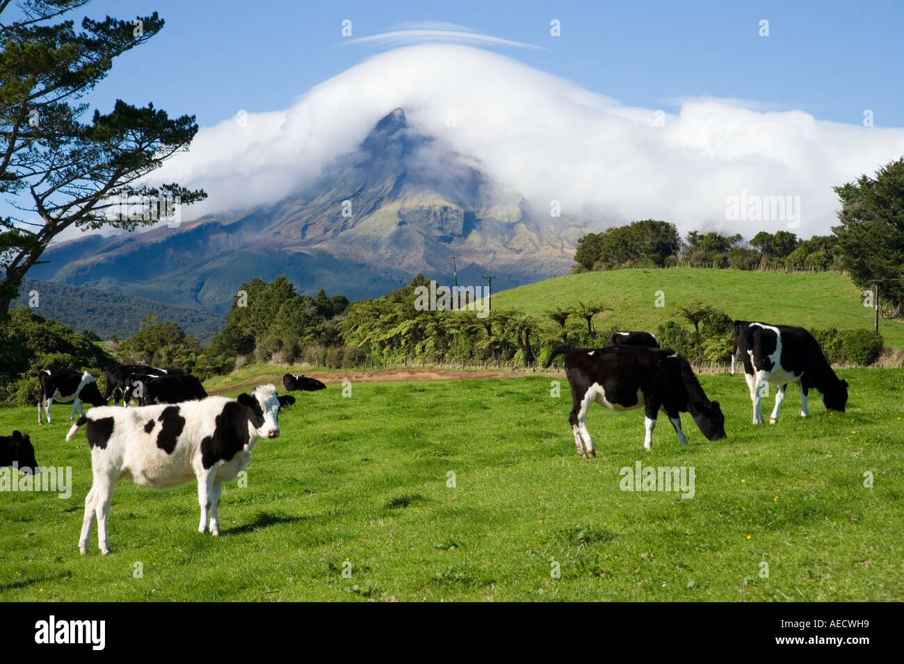 Cows Farmland and Mt Taranaki Egmont Taranaki North Island New Zealand ...
