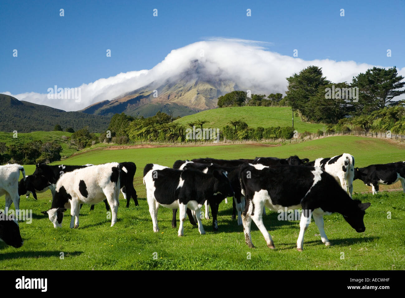 Cows Farmland and Mt Taranaki Egmont Taranaki North Island New Zealand ...
