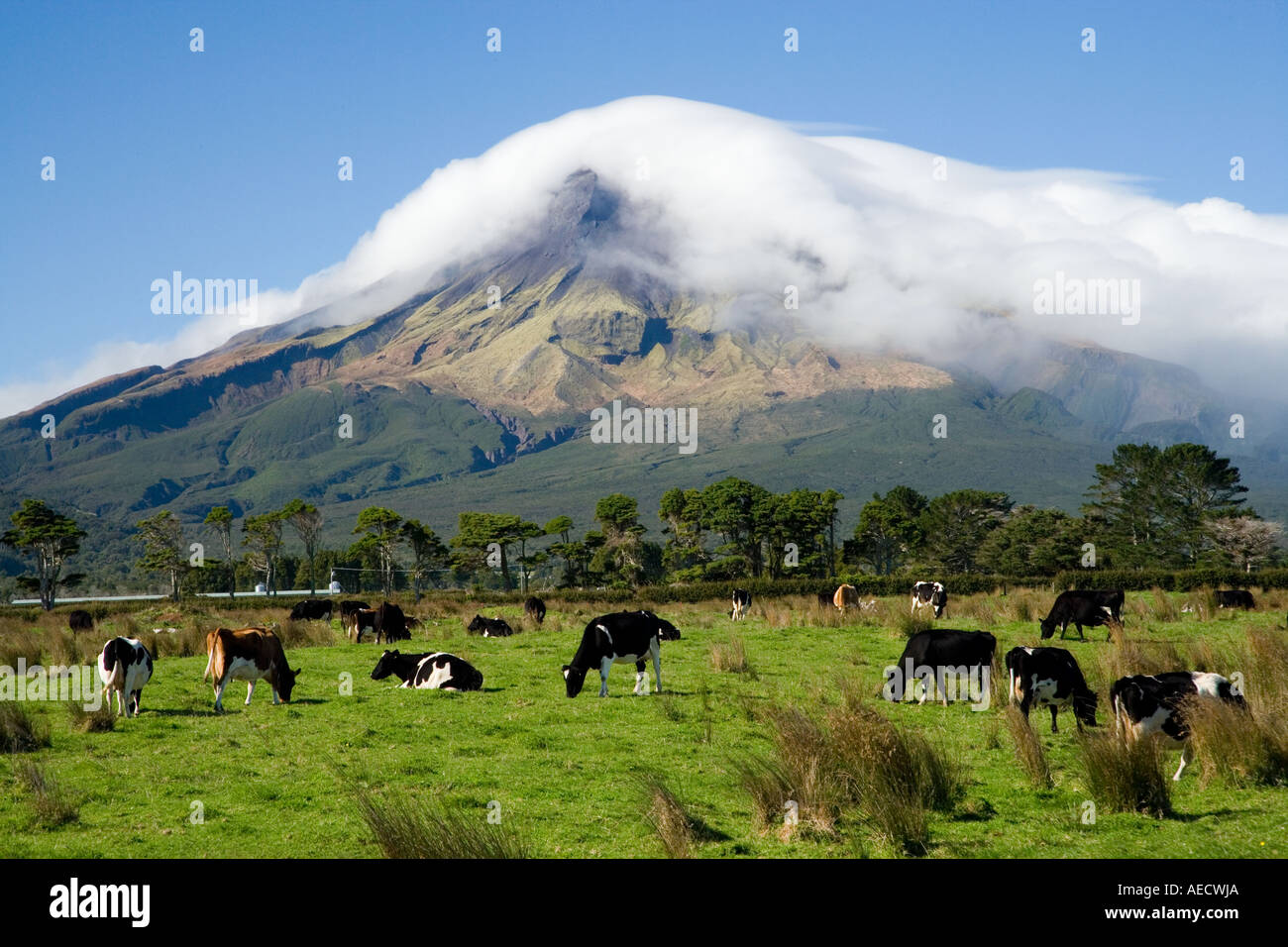 Cows Farmland and Mt Taranaki Egmont Taranaki North Island New Zealand ...