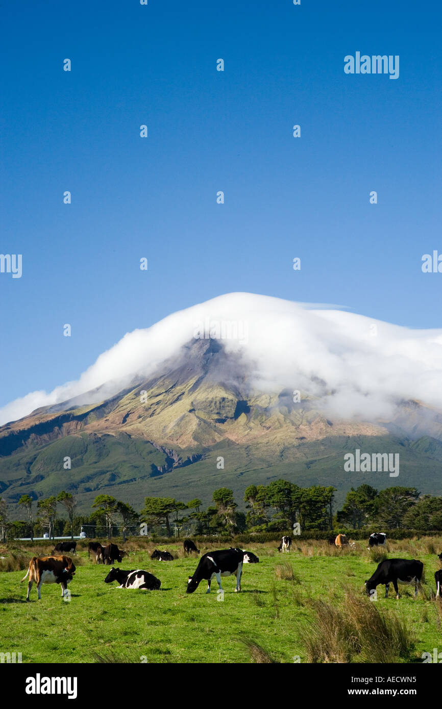 Cows Farmland and Mt Taranaki Egmont Taranaki North Island New Zealand ...