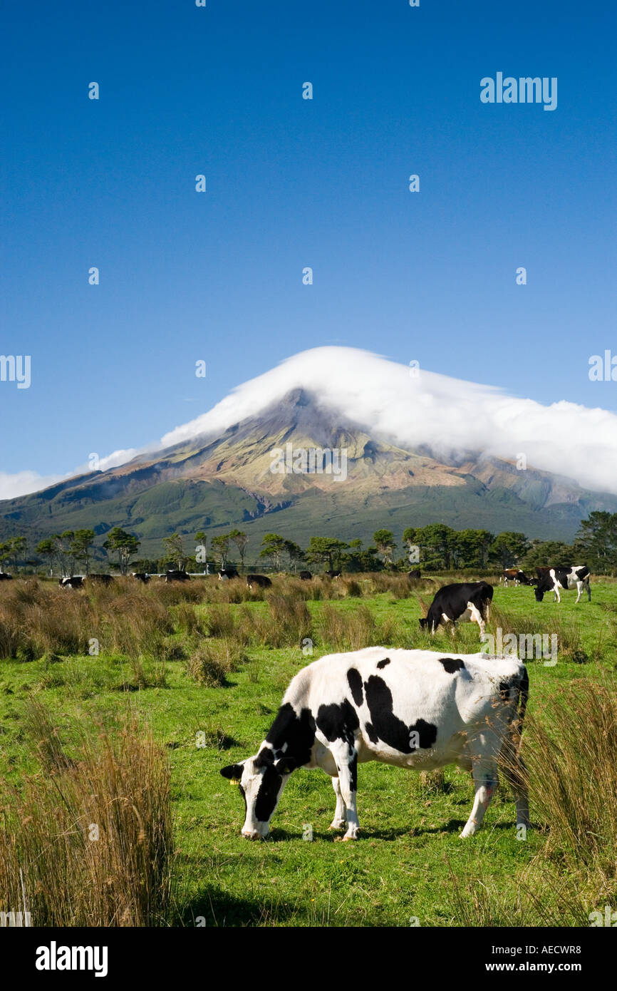 Taranaki new zealand dairy cows hi-res stock photography and images - Alamy