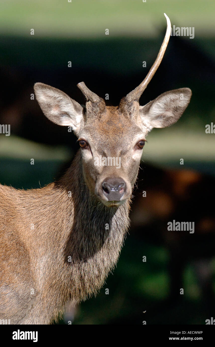 A young Red deer stag with one horn after a fight Stock Photo - Alamy