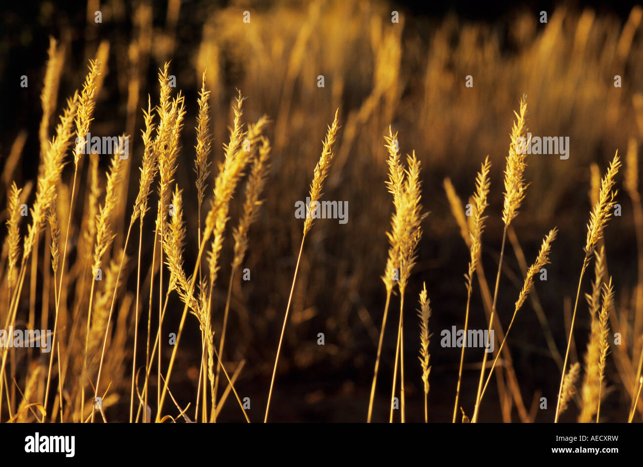 Gha grass hi-res stock photography and images - Alamy