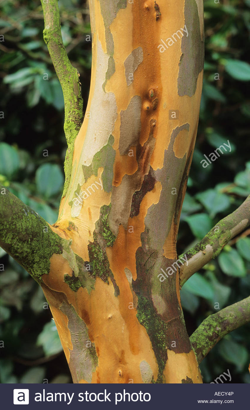 Stewartia Pseudocamellia Stock Photos & Stewartia Pseudocamellia Stock ...
