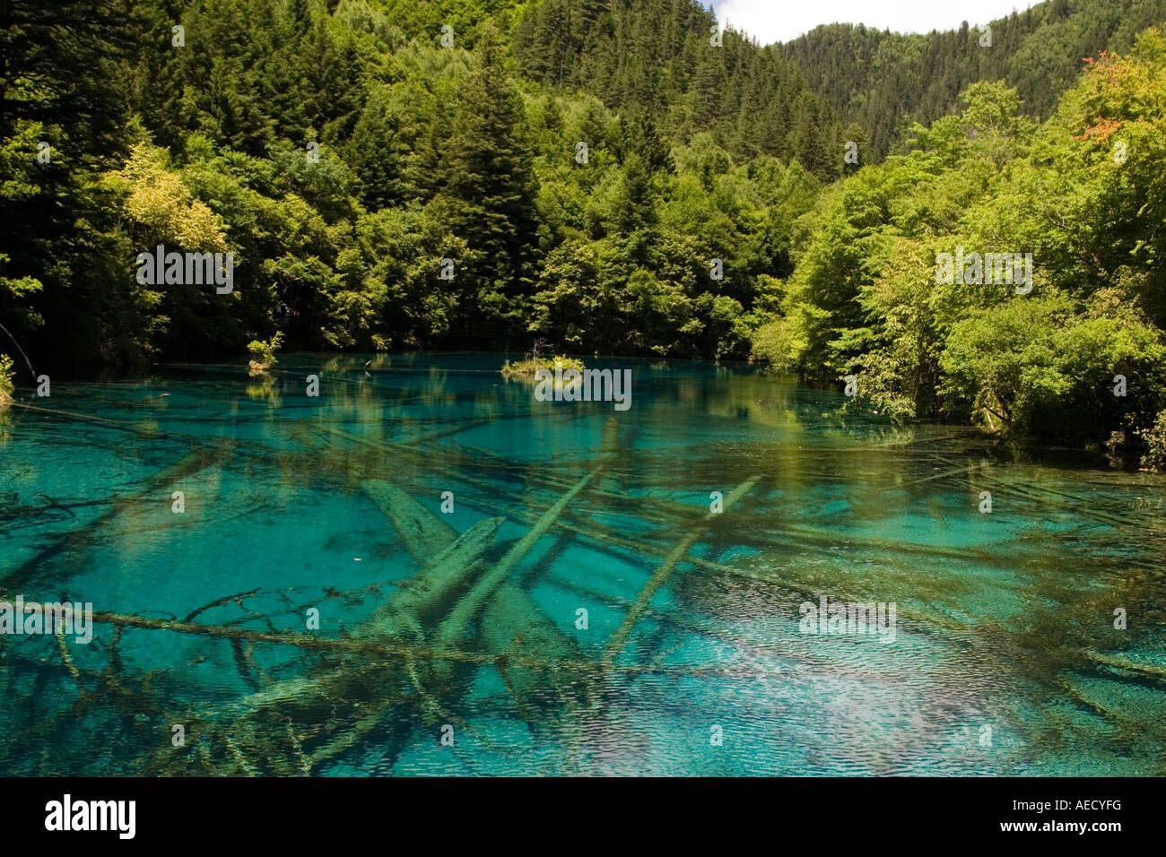 Colourful lakes and lush forest in Jiuzhaigou Nature Reserve, Sichuan ...