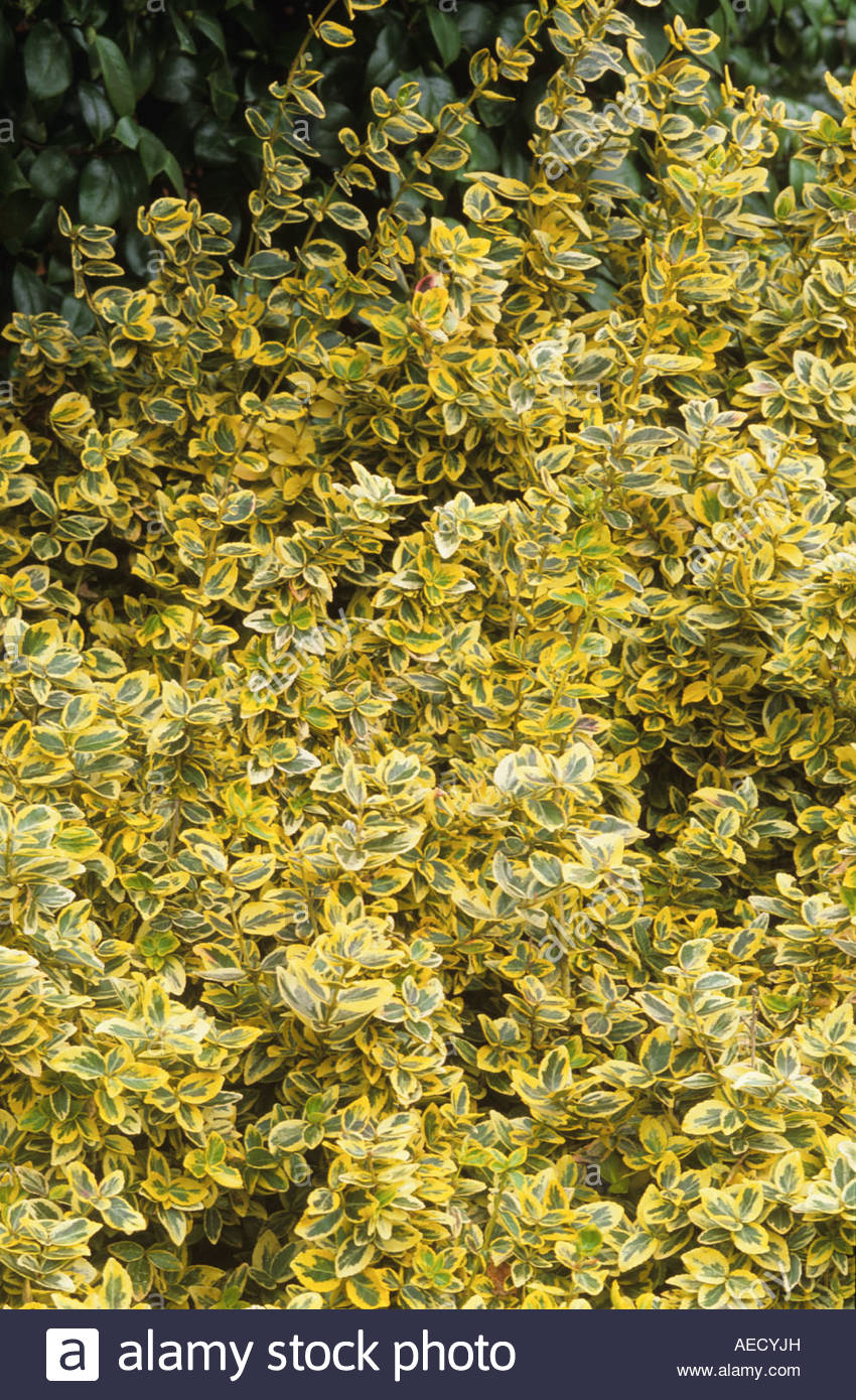 Euonymus Fortunei Stock Photos & Euonymus Fortunei Stock Images - Alamy